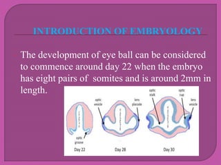 Ocular Embryology | PPTX | Eye and Vision Conditions | Diseases and ...