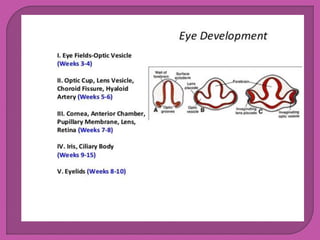Ocular Embryology | PPTX | Eye and Vision Conditions | Diseases and ...