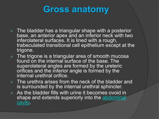 urinary system(urinary tract) | PPTX