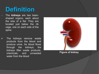 urinary system(urinary tract) | PPT