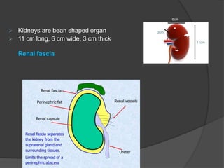 urinary system(urinary tract) | PPTX