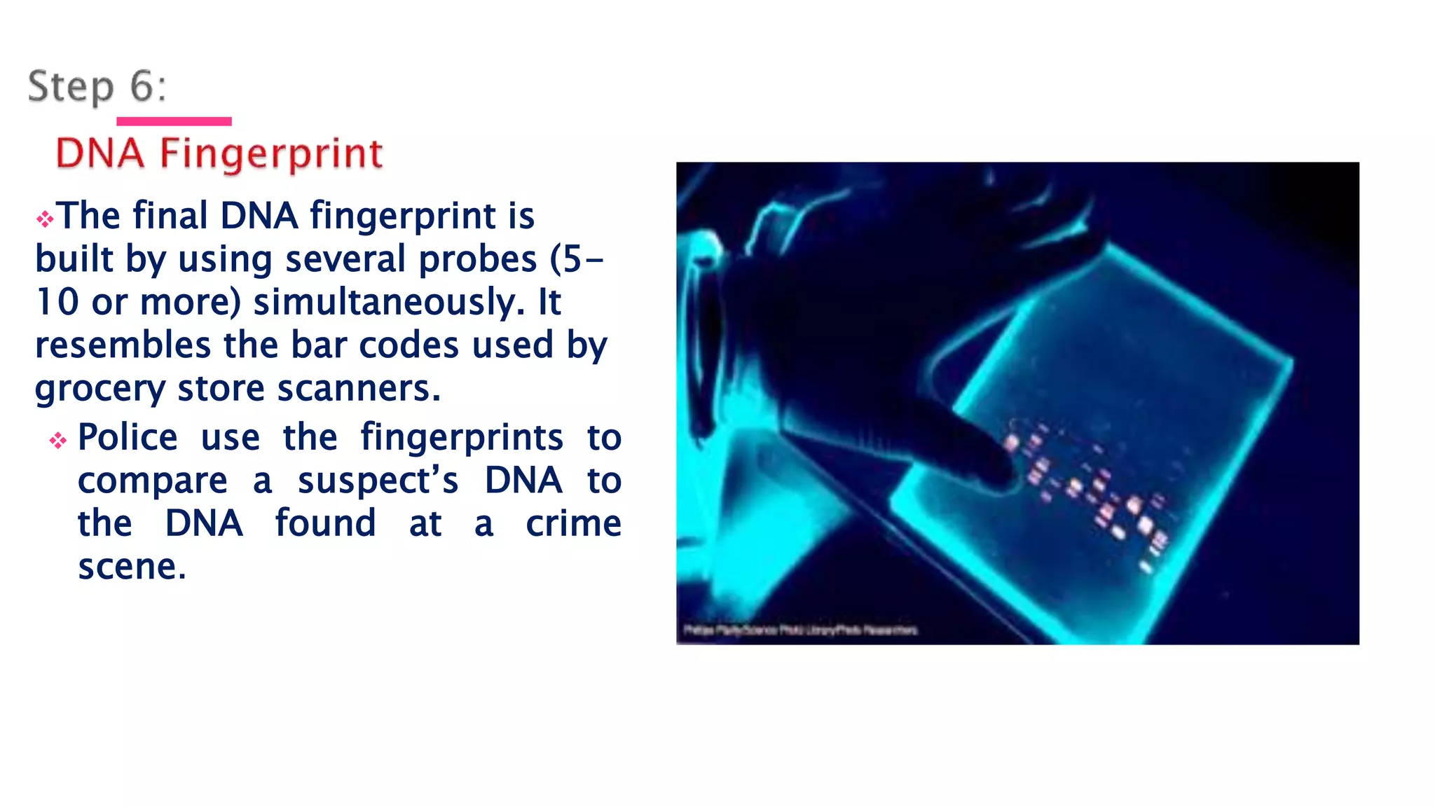 DNA Fingerprinting.pptx