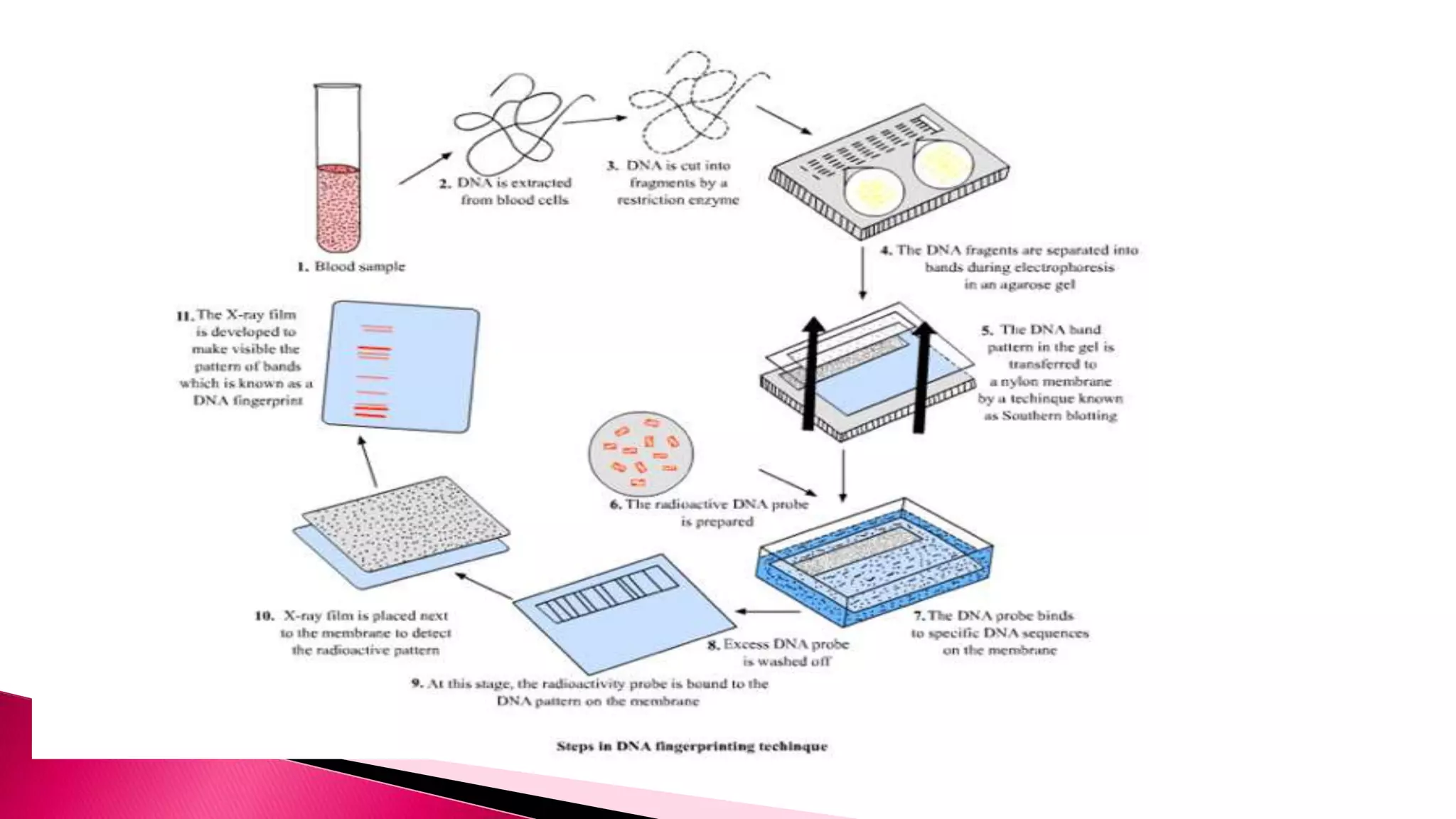 DNA Fingerprinting.pptx