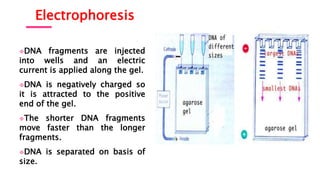 DNA Fingerprinting.pptx