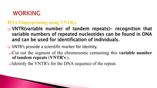 DNA Fingerprinting.pptx