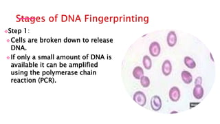 DNA Fingerprinting.pptx