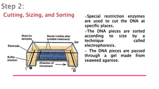 DNA Fingerprinting.pptx