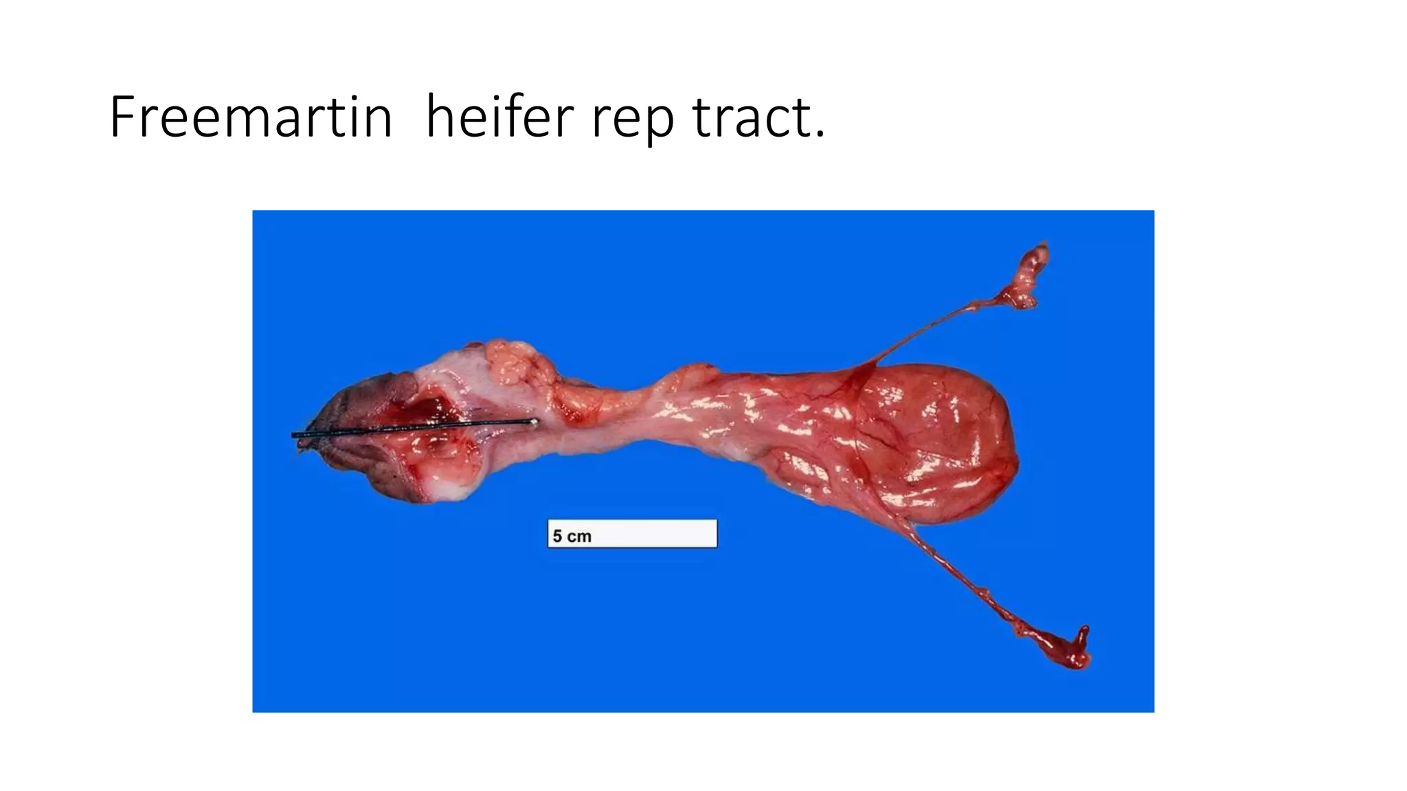 Cattle and Mare reproductive system differences | PPTX