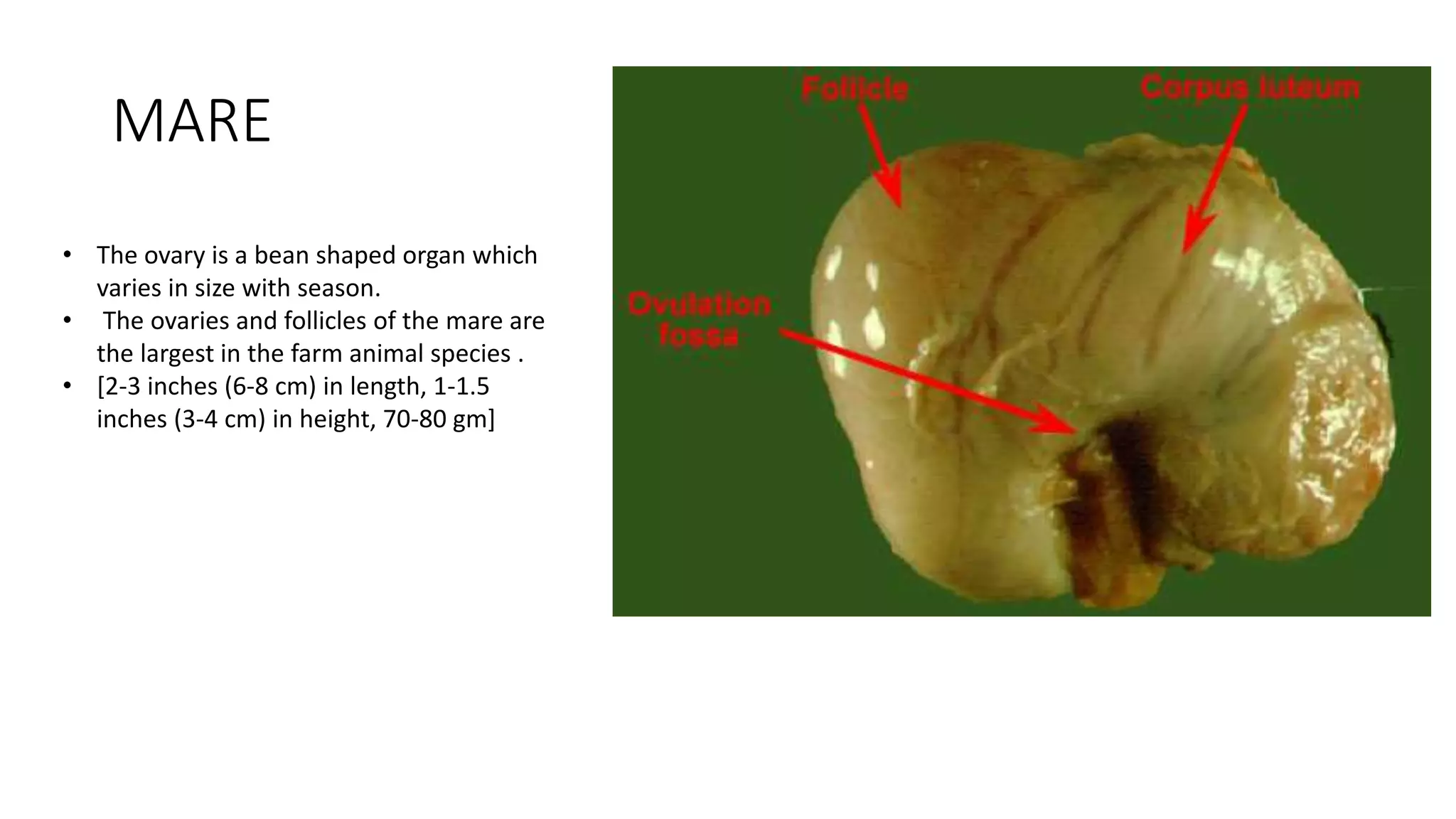 Cattle and Mare reproductive system differences | PPTX