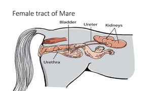Cattle and Mare reproductive system differences | PPTX