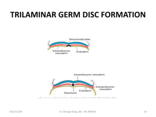 Bilaminar and trilaminar discs formation.pdf