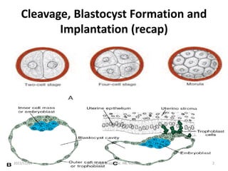 Bilaminar and trilaminar discs formation.pdf