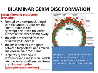 Bilaminar and trilaminar discs formation.pdf