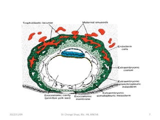 Bilaminar and trilaminar discs formation.pdf