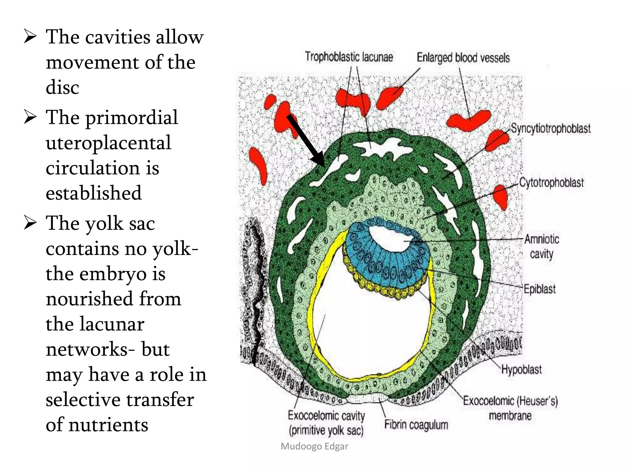 Bilaminar germ disc presentation | PPTX