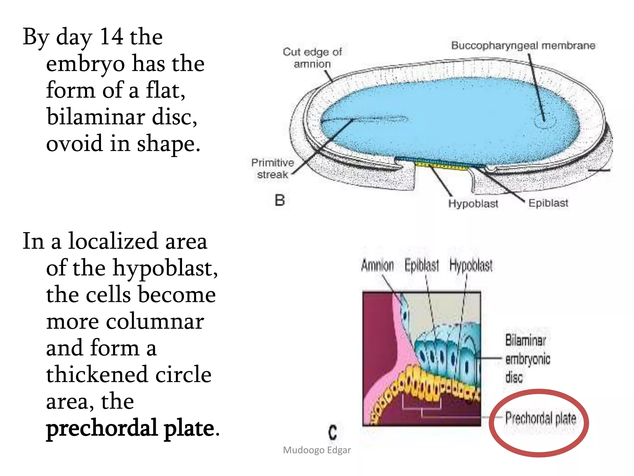 Bilaminar germ disc presentation | PPTX