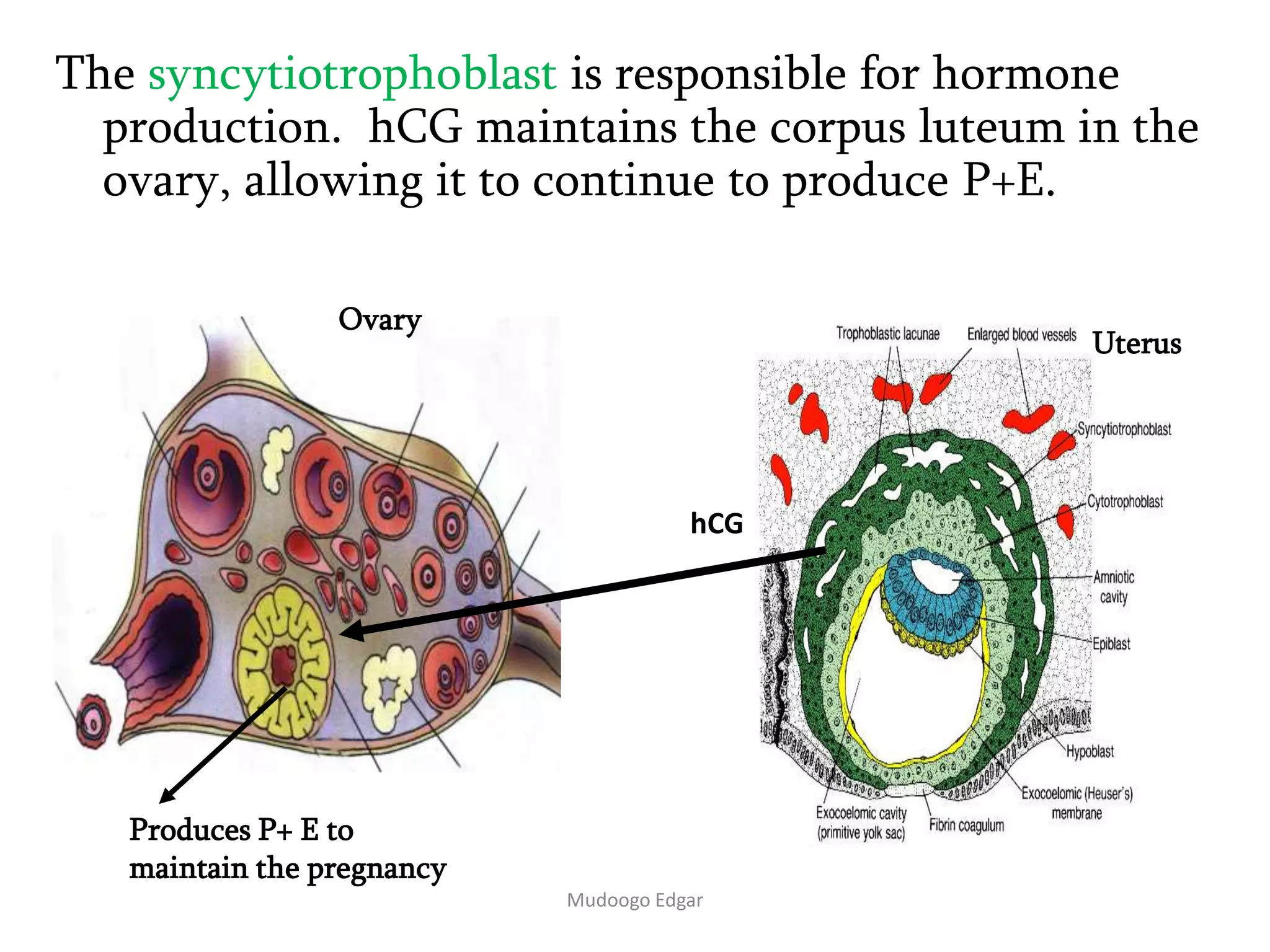 Bilaminar germ disc presentation | PPTX