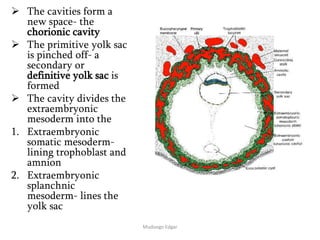 Bilaminar germ disc presentation | PPTX