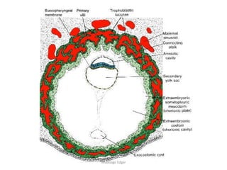 Bilaminar germ disc presentation | PPTX