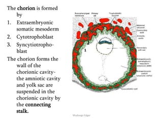 Bilaminar germ disc presentation | PPTX
