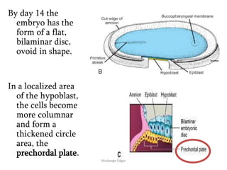 Bilaminar germ disc presentation | PPTX
