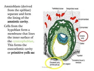 Bilaminar germ disc presentation | PPTX