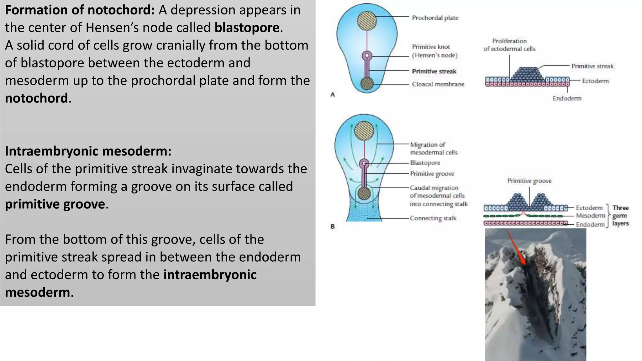 Bilaminar & trilaminar embryonic germ disc | PPTX