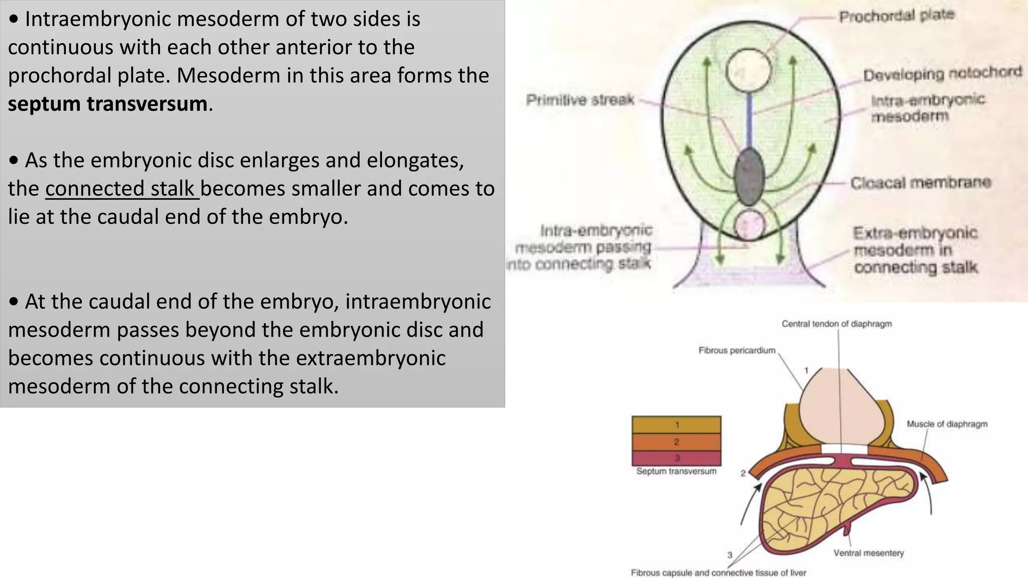 Bilaminar & trilaminar embryonic germ disc | PPTX