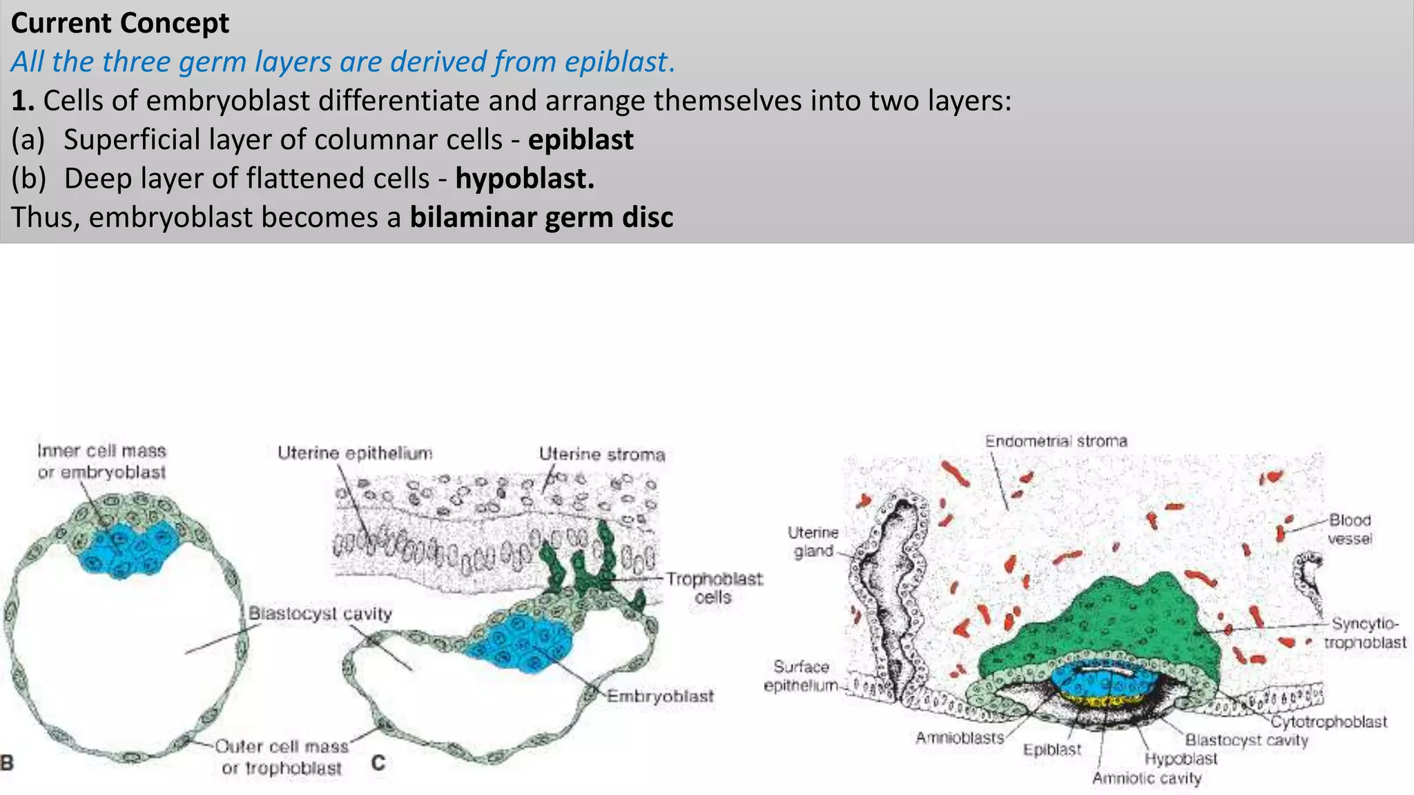 Bilaminar & trilaminar embryonic germ disc | PPTX