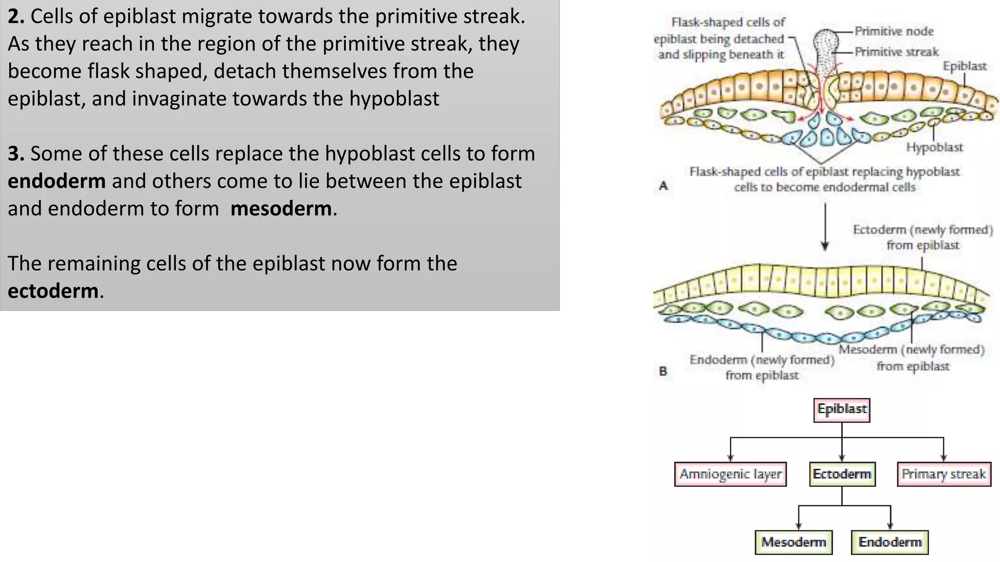Bilaminar & trilaminar embryonic germ disc | PPTX