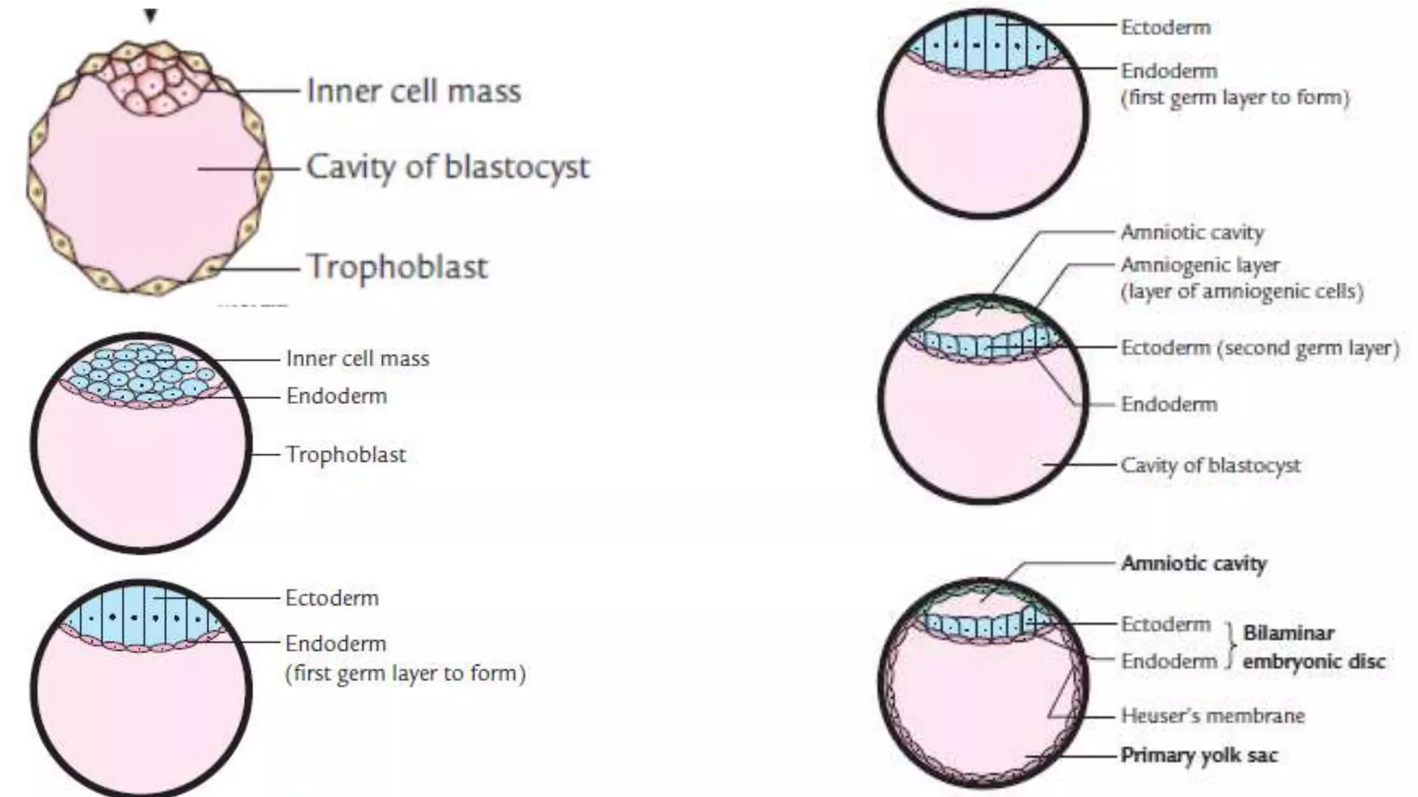 Bilaminar & trilaminar embryonic germ disc | PPTX