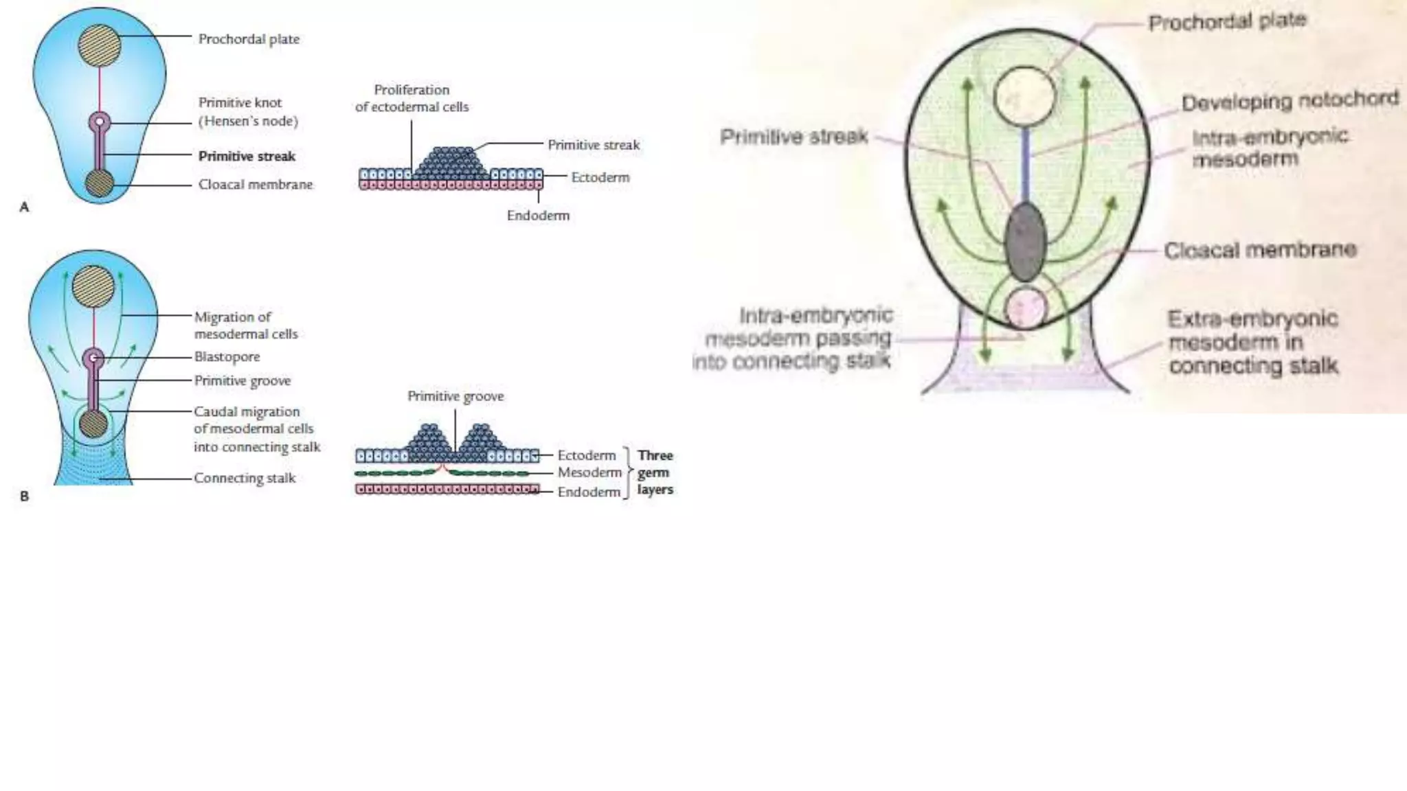 Bilaminar & trilaminar embryonic germ disc | PPTX