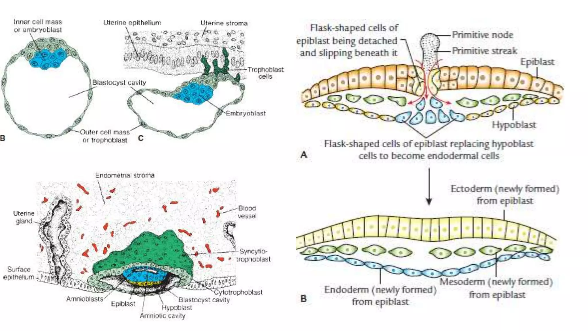 Bilaminar & trilaminar embryonic germ disc | PPTX