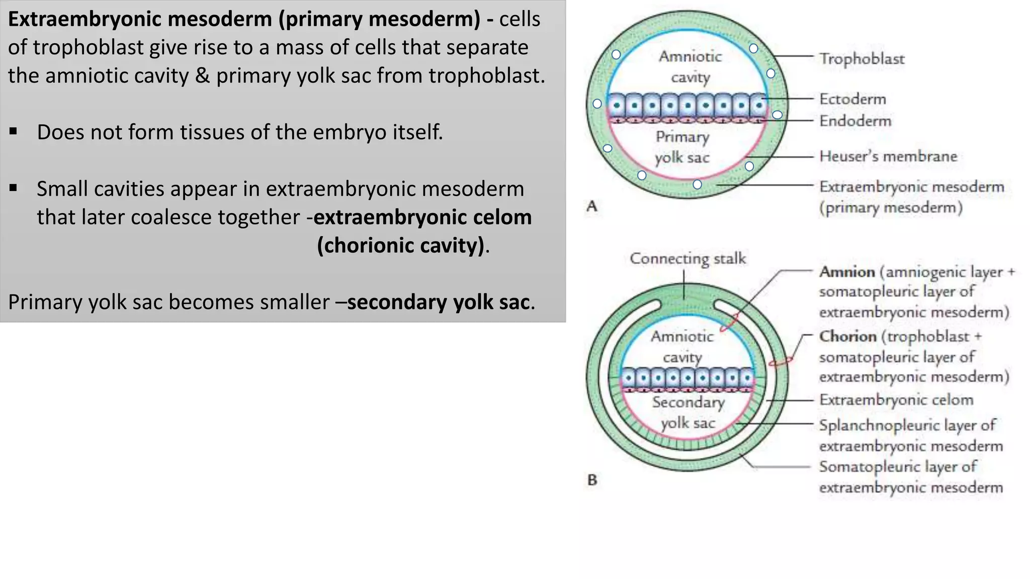 Bilaminar & trilaminar embryonic germ disc | PPTX