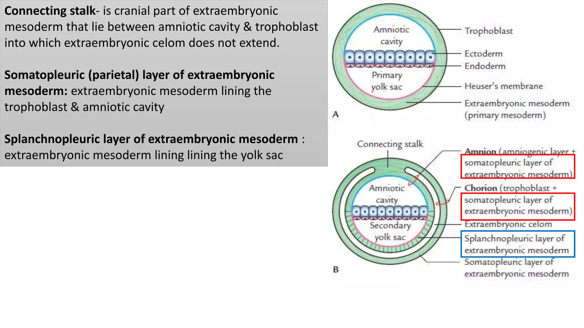 Bilaminar & trilaminar embryonic germ disc | PPTX