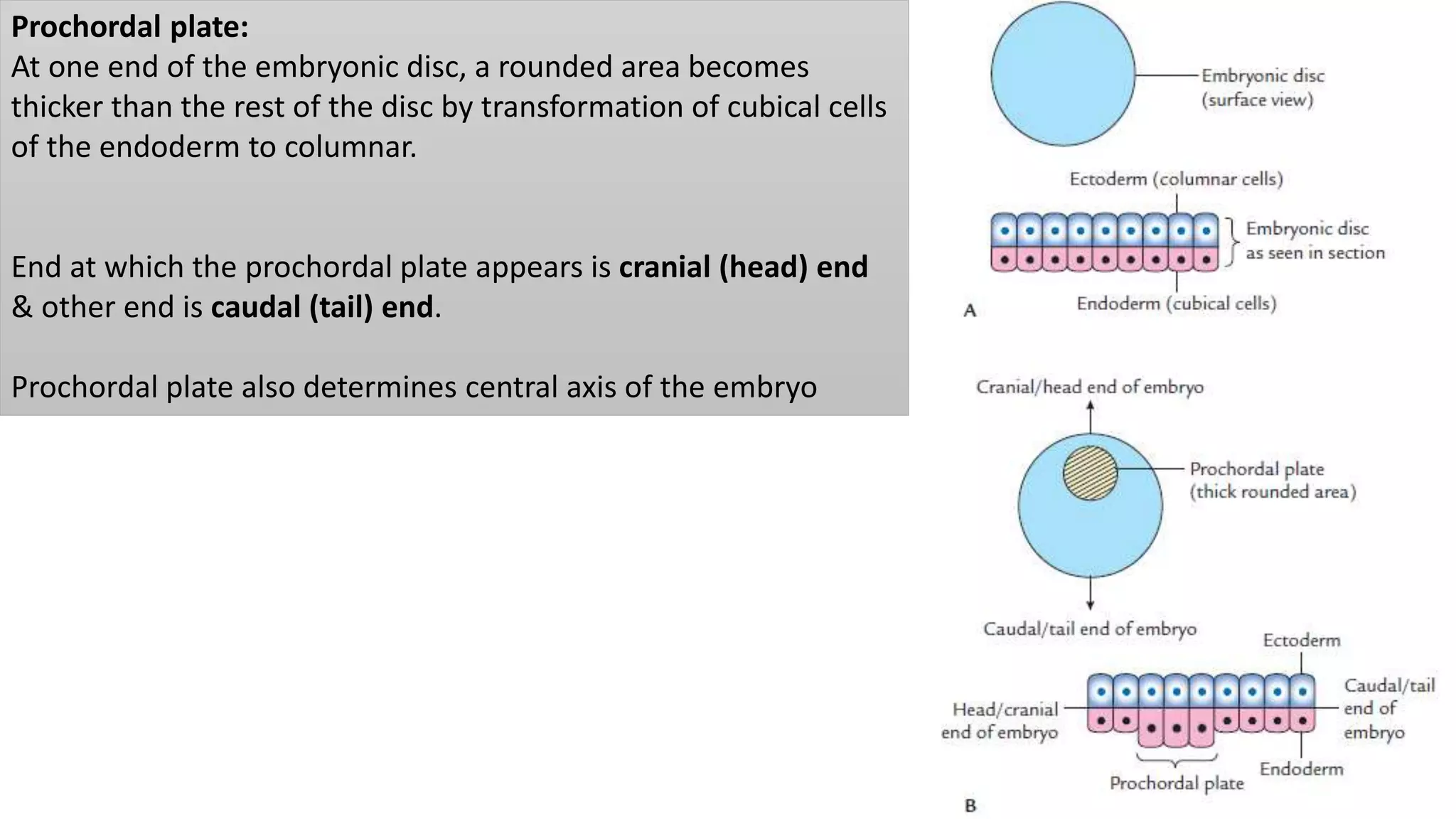 Bilaminar & trilaminar embryonic germ disc | PPTX