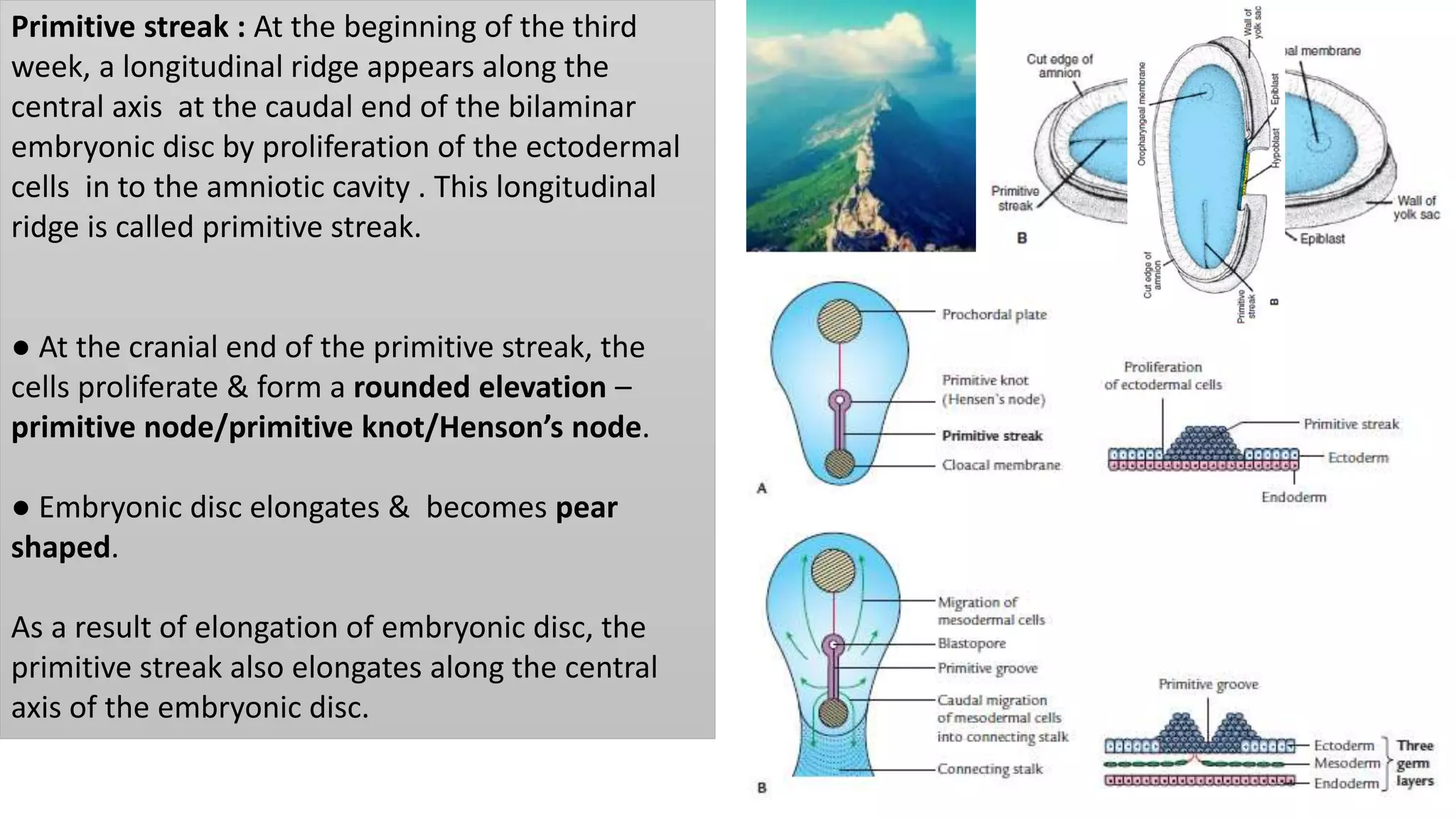 Bilaminar & trilaminar embryonic germ disc | PPTX
