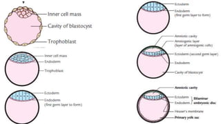 Bilaminar & trilaminar embryonic germ disc | PPTX