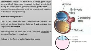 Bilaminar & trilaminar embryonic germ disc | PPTX
