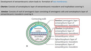 Bilaminar & trilaminar embryonic germ disc | PPTX