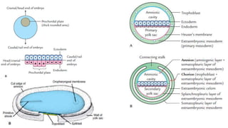Bilaminar & trilaminar embryonic germ disc | PPT