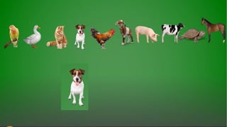 BILANG ORDINAL - Grade 1 Math - Tagalog Presentation | PPT