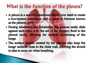 Bilateral spontaneous pnuemothoraces with pleuro pleural communication ...