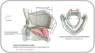 Bilateral TVC paralysis Dr. M. Erami | PDF