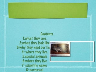 Bilbies by Ava | PPT