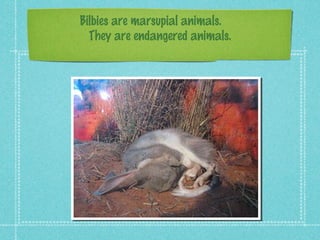 Bilbies by Ava | PPT