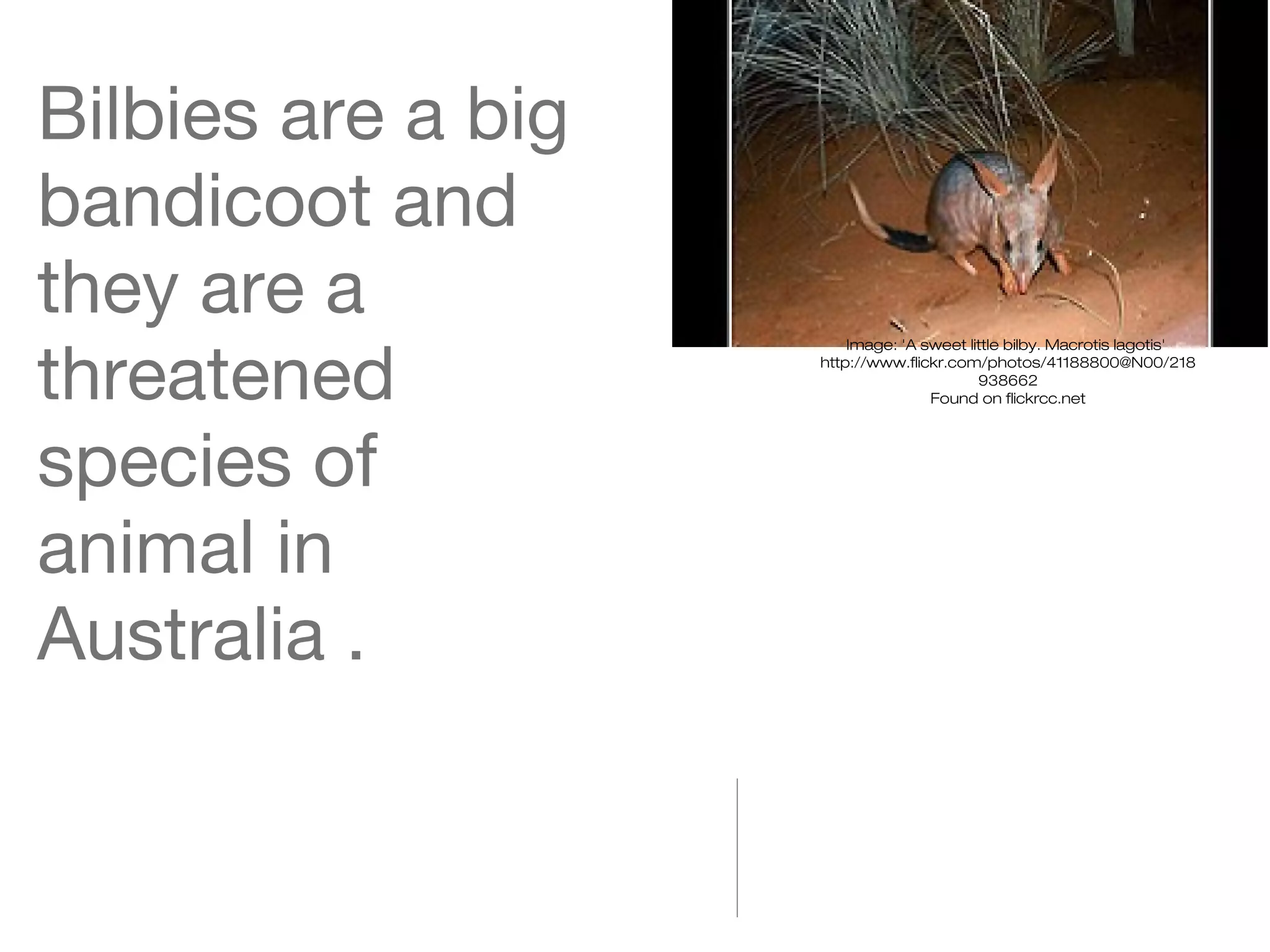 Bilbies by Matthew | PPT