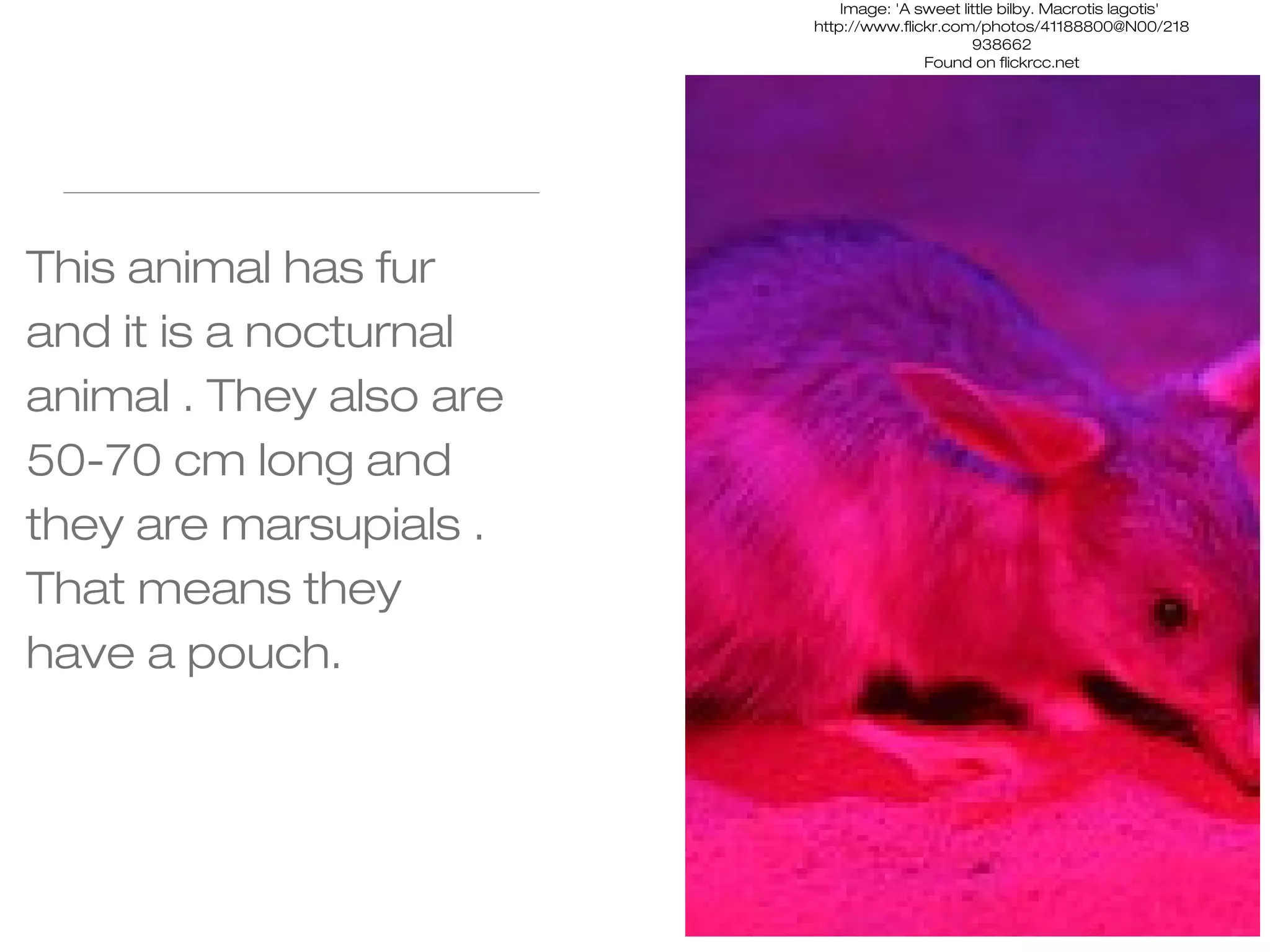 Bilbies by Matthew | PPT