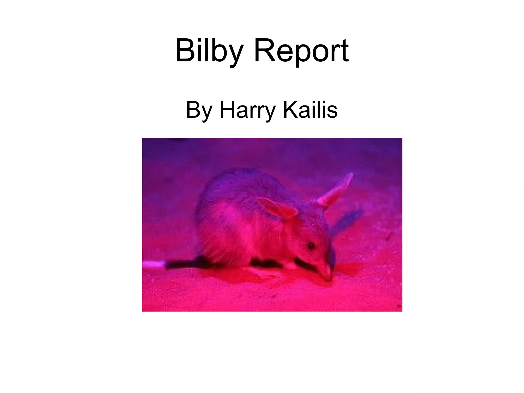 Bilby report by Harry | PPT
