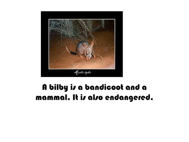 Bilby report by Harry | PPT